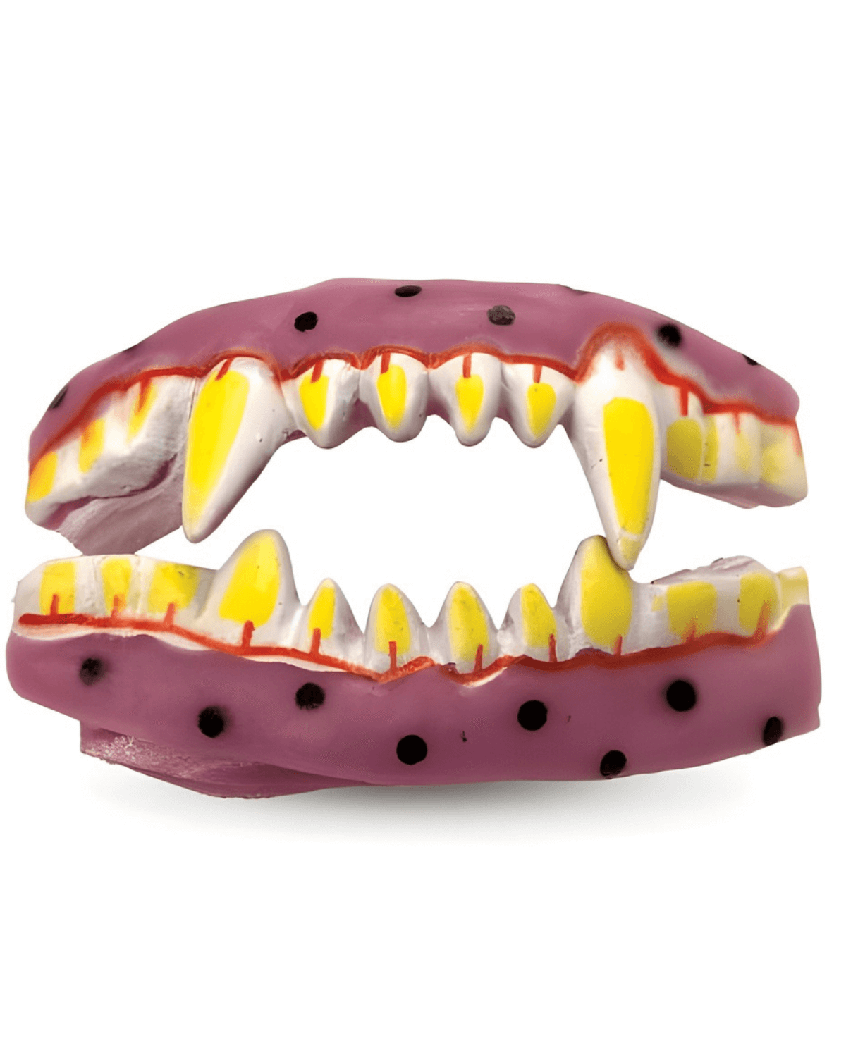 Horror Teeth - Vampire Teeth - Shopzinia.ae